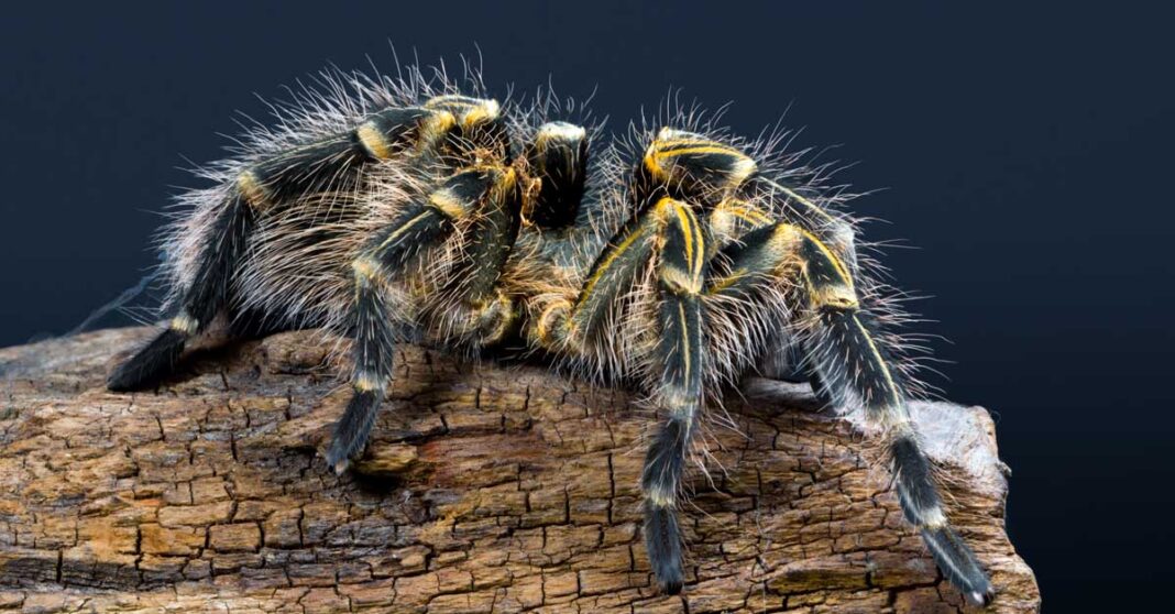Top 10 Largest Spiders in the World- The Biggest is in Laos! - Laotian ...