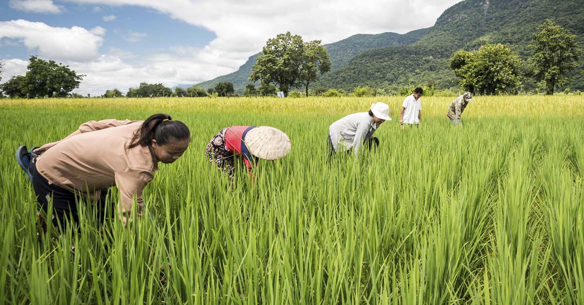 Lao Government Calls for Boost in Agricultural Production in 2025 ...