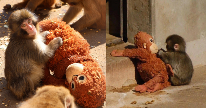 Japan’s Abandoned Baby Monkey Punch-kun Goes Viral, Has the World in ...